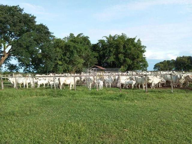 Fazenda para Venda em Paranã/TO Zona Rural