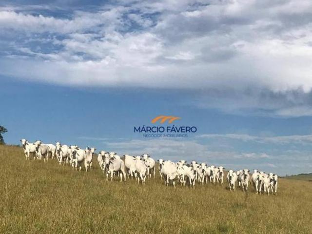 Fazenda para venda em Paranapanema