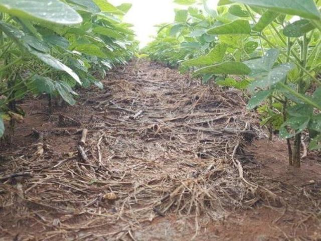 Fazenda para venda em Paranatinga