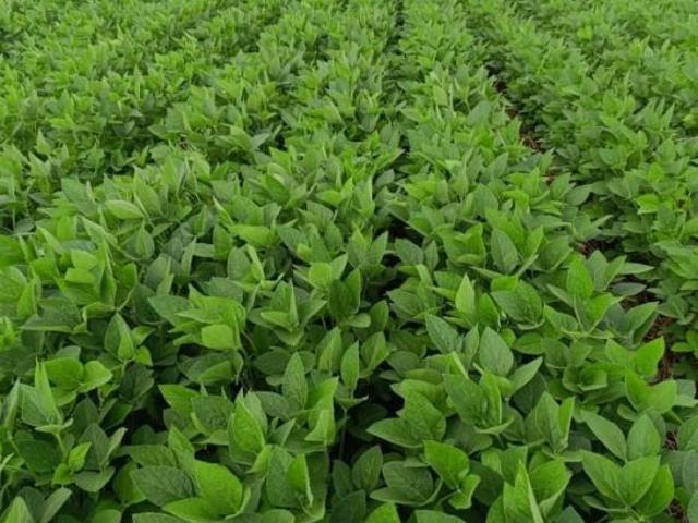 Fazenda para Venda em Paranatinga