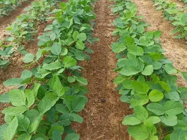 Fazenda para Venda em Paranatinga/MT Zona Rural 3 Quartos