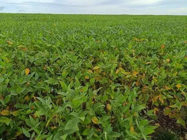 Fazenda para Venda em Paranatinga/MT Zona Rural
