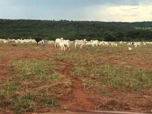 Fazenda para Venda em Paranatinga/MT Centro