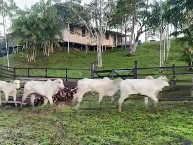 Fazenda para Venda em Paragominas/PA Área Rural de Paragominas