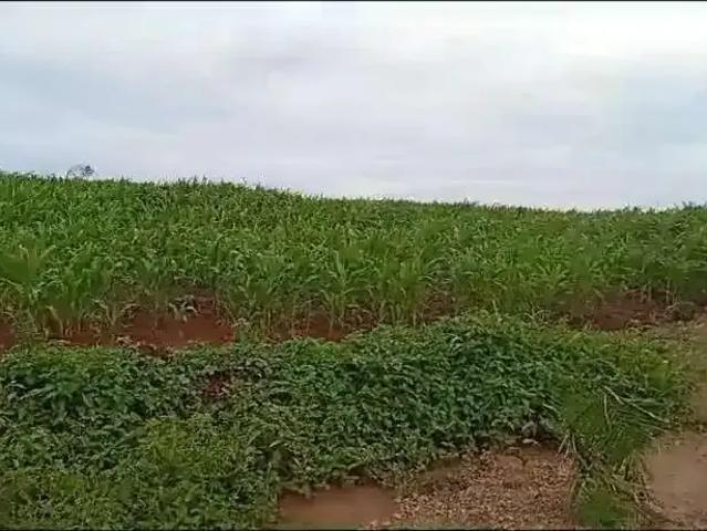 Fazenda para Venda em Parnarama/MA Zona Rural