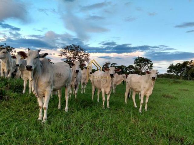 Fazenda para venda em Pedra 90, Cuiabá