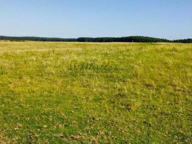 Fazenda para venda em Pedras Altas