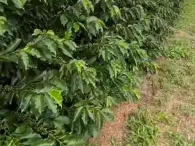 Fazenda para Venda em Piumhi/MG Zona Rural
