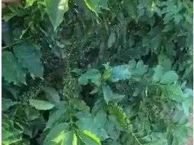 Fazenda para Venda em Piumhi/MG Zona Rural 3 Quartos
