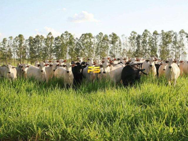 Fazenda para Venda em Pimenteiras/PI Zona Rural