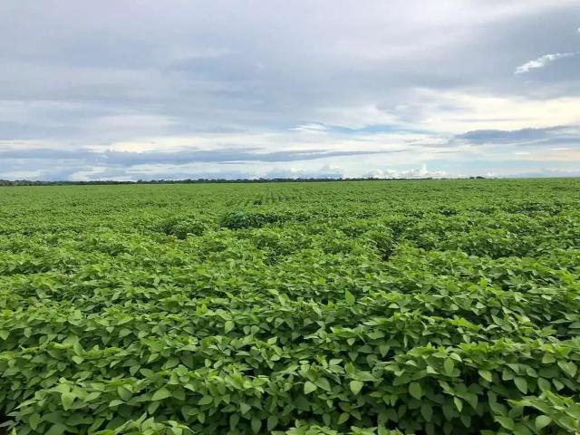 Fazenda para Venda em Primavera do Leste/MT Zona Rural 3 Quartos