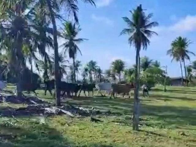Fazenda para Venda em Pureza/RN Centro