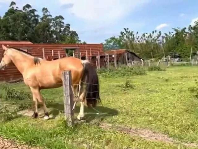 Fazenda para Venda em Rolante/RS Zona Rural
