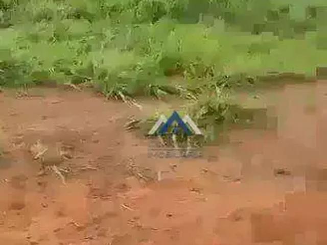 Fazenda para Venda em Rondolândia/MT Zona Rural 5 Quartos
