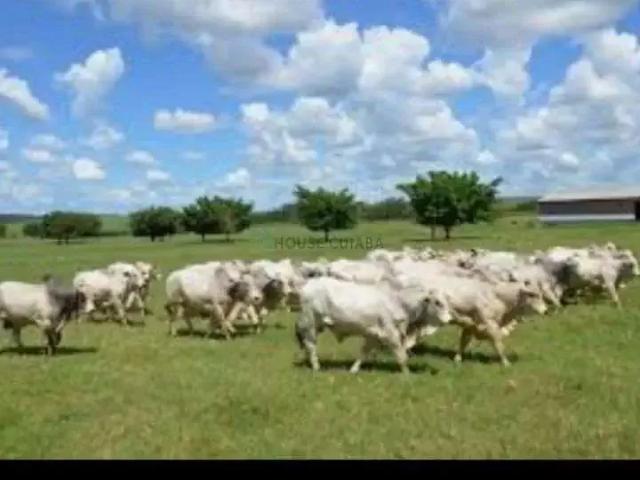 Fazenda para Venda em Rondonópolis/MT Área Rural de Rondonópolis 8 Quartos