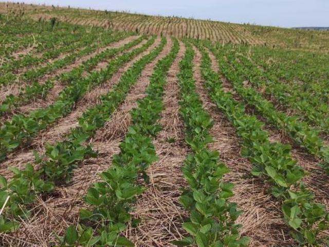 Fazenda para Venda em Rosário do Sul, Rural