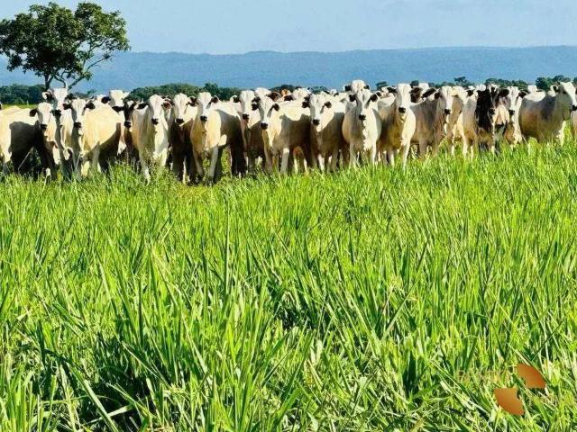 Fazenda para Venda em Rosário Oeste/MT Zona Rural