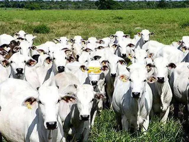 Fazenda para Venda em Redenção do Gurguéia/PI Zona Rural