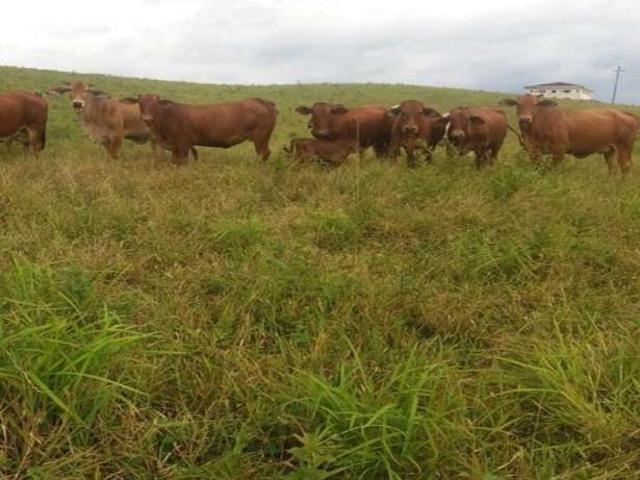 Fazenda para Venda em Registro/SP Zona Rural 1 Quartos
