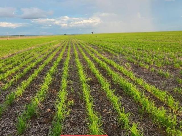 Fazenda para Venda em Ribeirão Cascalheira
