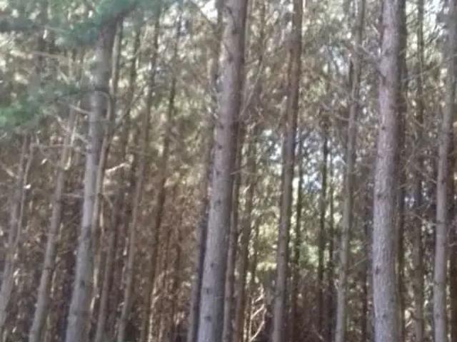 Fazenda para Venda em Ribeirão Preto/SP Área Rural de Ribeirão Preto