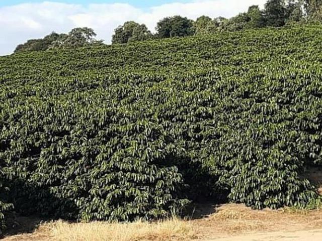 Fazenda para venda em Ribeiros/Ribeiros, São Gonçalo do Sapu