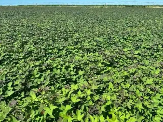 Fazenda para Venda em Touros/RN Centro