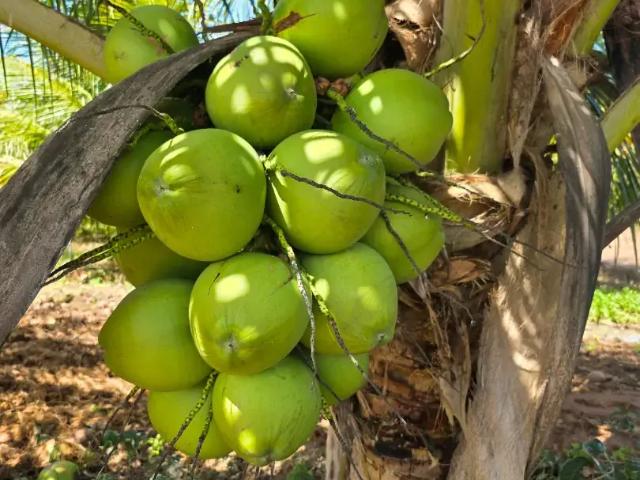 Fazenda para Venda em Touros/RN Zona Rural