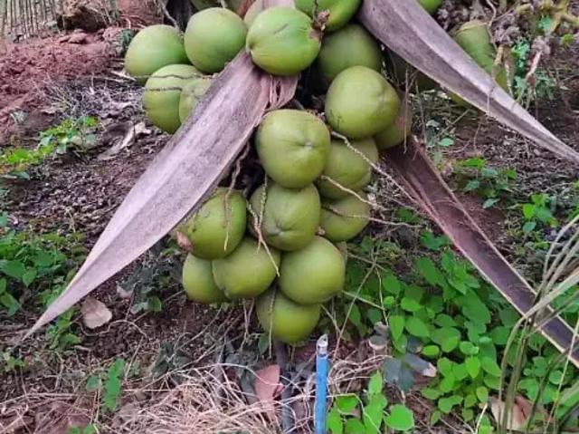 Fazenda para Venda em Touros/RN Zona Rural