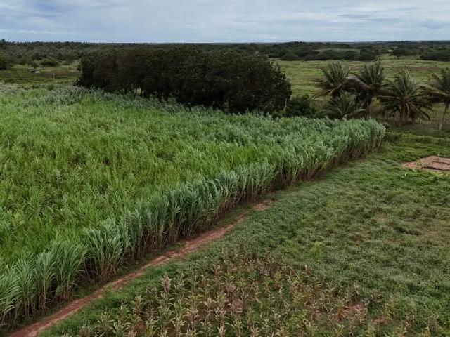 Fazenda para Venda em Touros/RN Zona Rural