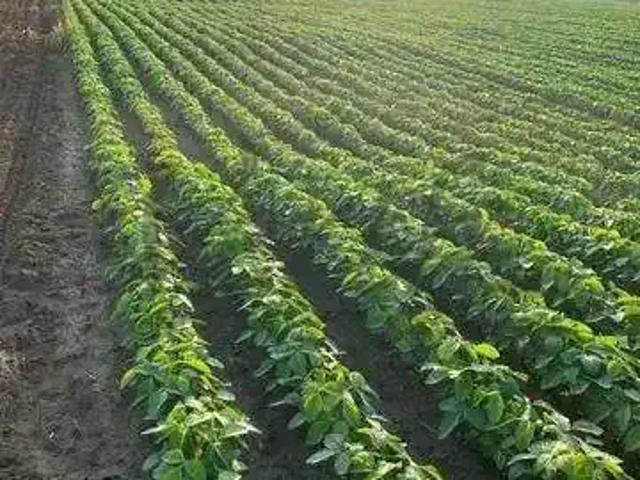 Fazenda para Venda em Tailândia/PA Centro 1 Quartos
