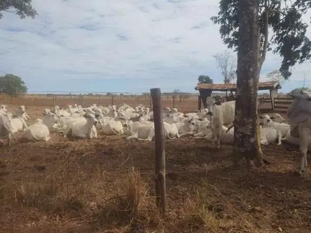 Fazenda para Venda em Talismã/TO Zona Rural