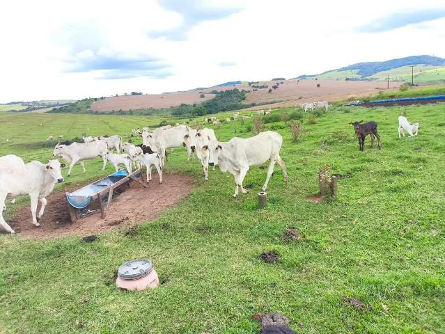 Fazenda para Venda em Taquarituba/SP Zona Rural 5 Quartos