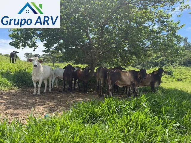 Fazenda para Venda em Teófilo Otoni/MG Centro 6 Quartos