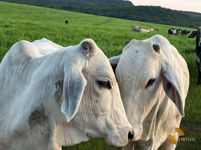 Fazenda para Venda em Tesouro/MT Zona Rural