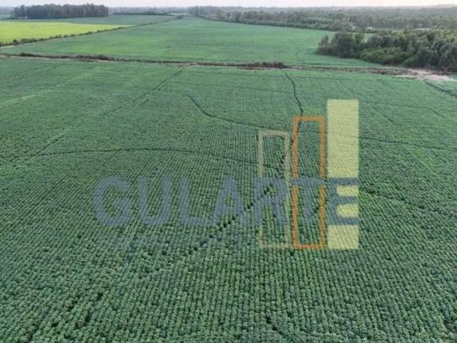 Fazenda para venda em Três Vendas, Pelotas