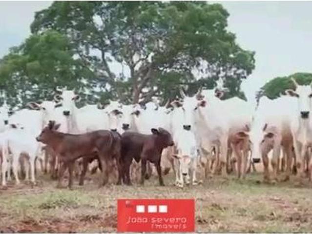 Fazenda para Venda em Unaí