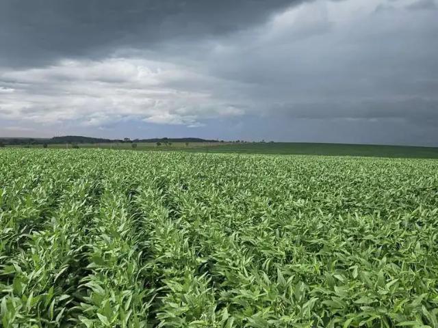 Fazenda para Venda em Uberaba/MG Área Rural de Uberaba 5 Quartos