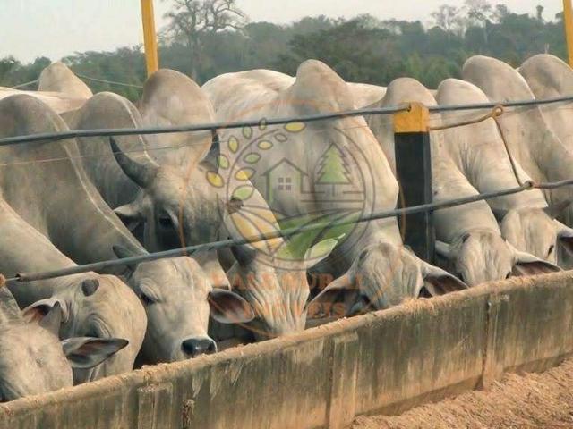 Fazenda para Venda em Uberaba/MG Centro 5 Quartos