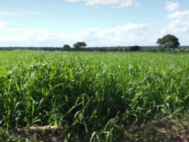 Fazenda para Venda em Urucuia