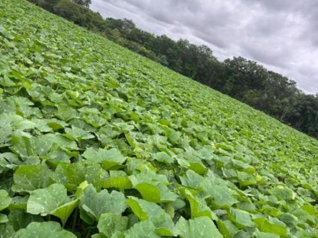 Fazenda para Venda em Urucuia, 7 dormitórios, 1 suíte, 5 banheiros, 6 vagas