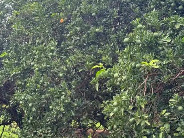 Fazenda para Venda em Votuporanga/SP Zona Rural