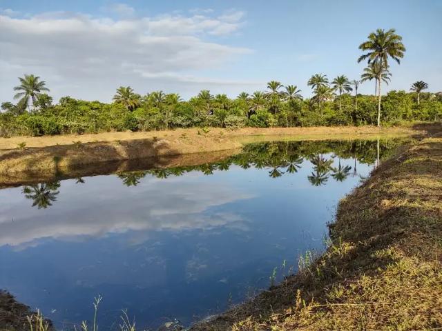 Fazenda para Venda em Valença/BA Zona Rural