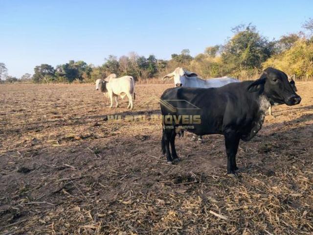 Fazenda para Venda em Várzea da Palma, 15 km da cidade