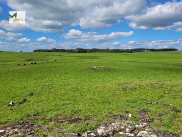 Fazenda para Venda em Várzea do Cedro São Francisco de Paula RS