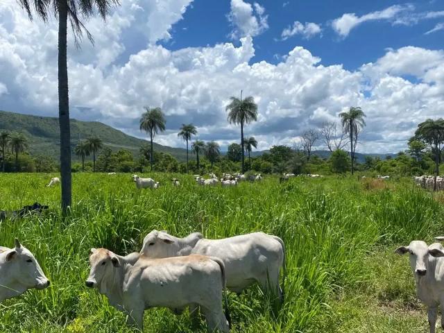 Fazenda para Venda em Vila Boa/GO Zona Rural