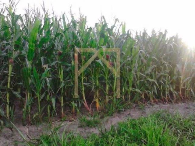 Fazenda para venda em Vila Mazzei, Itapetininga
