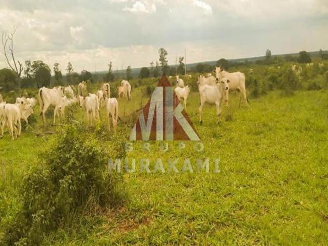 Fazenda para venda em Vila Moreninha III, Campo Grande
