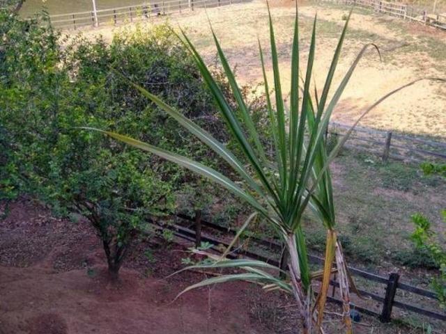 Fazenda para venda em Vila Resende, Caçapava