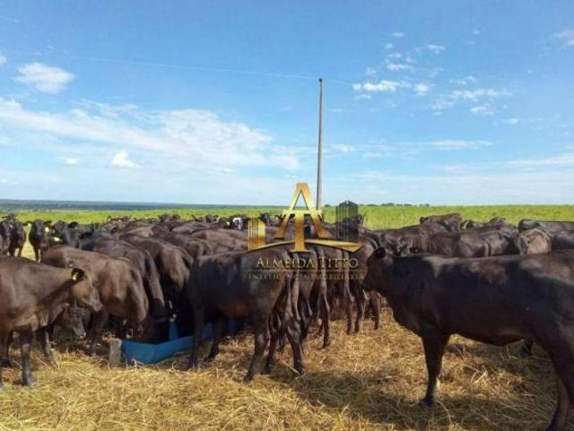 Fazenda para Venda na Região de Bela Vista MS
